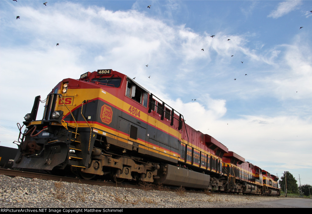 Blue Sky and Birds Flying Around Some Belles